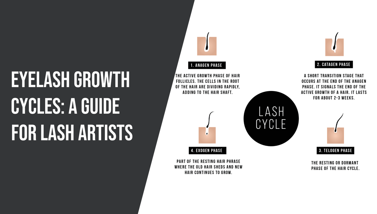 Eyelash Growth Cycles: A Guide for Lash Artists | The Lash Professional